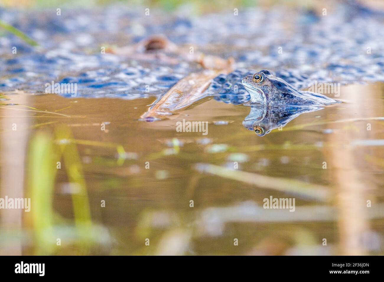 Common Frogs (Rana temporaria ) and frogspawn In a Derbyshire pond at ...