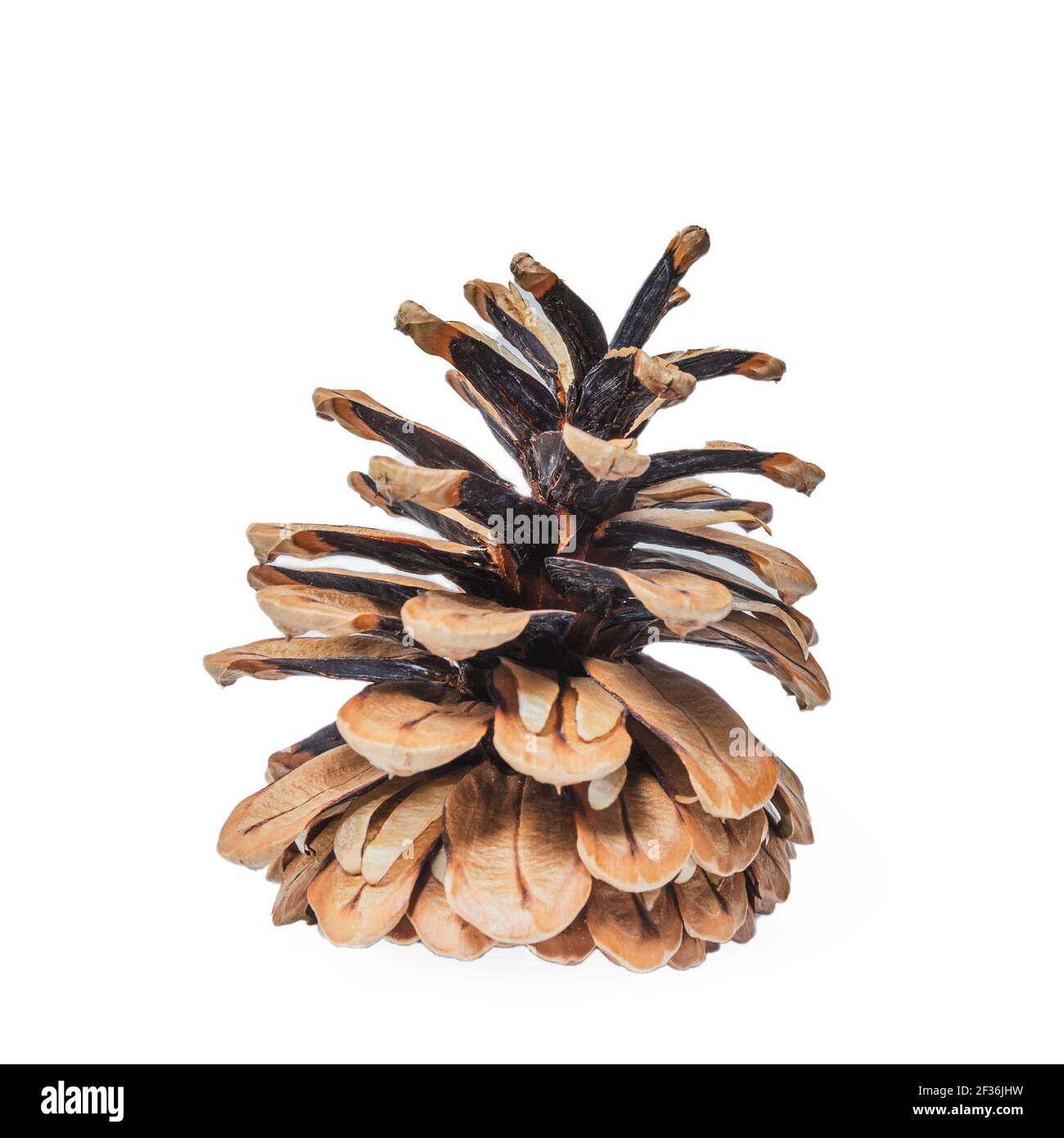 Cone of coniferous tree isolated on white Stock Photo - Alamy