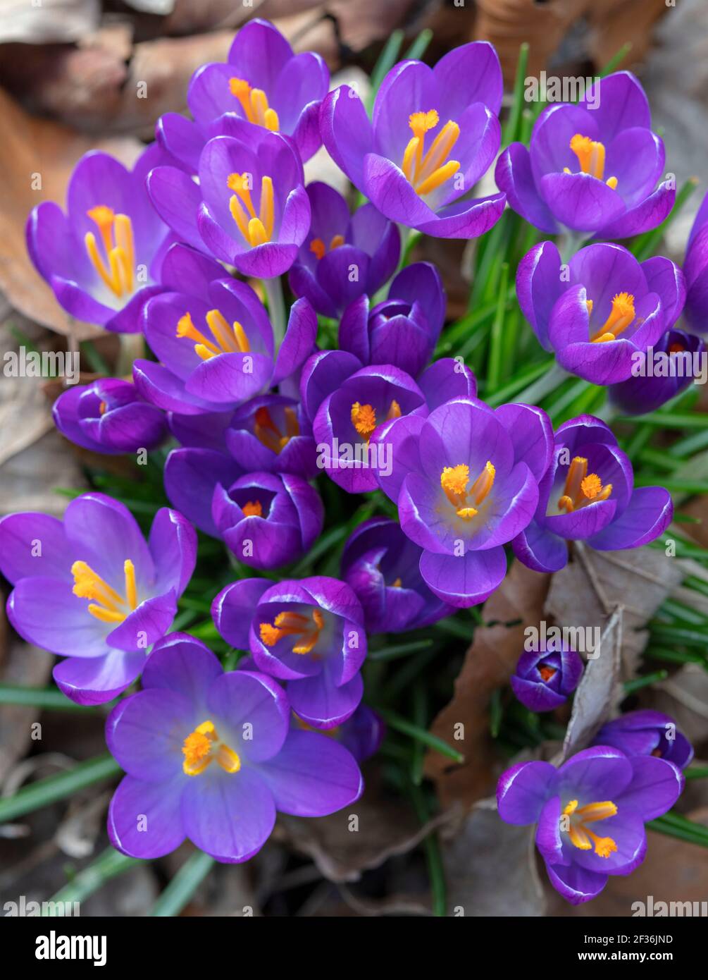 Radiant Crocus blooming to welcome another spring, natural plant ...