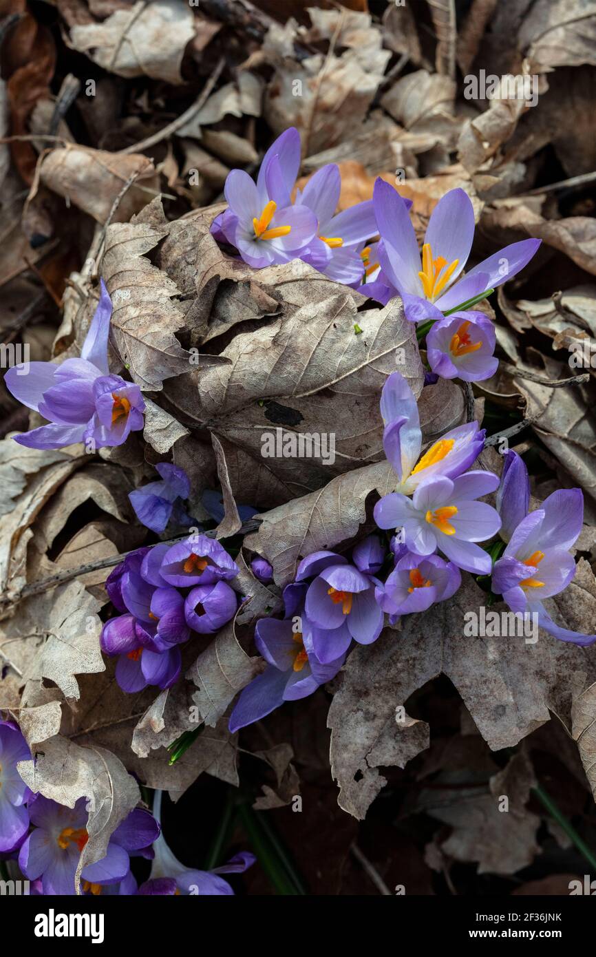 Radiant Crocus blooming to welcome another spring, natural plant ...