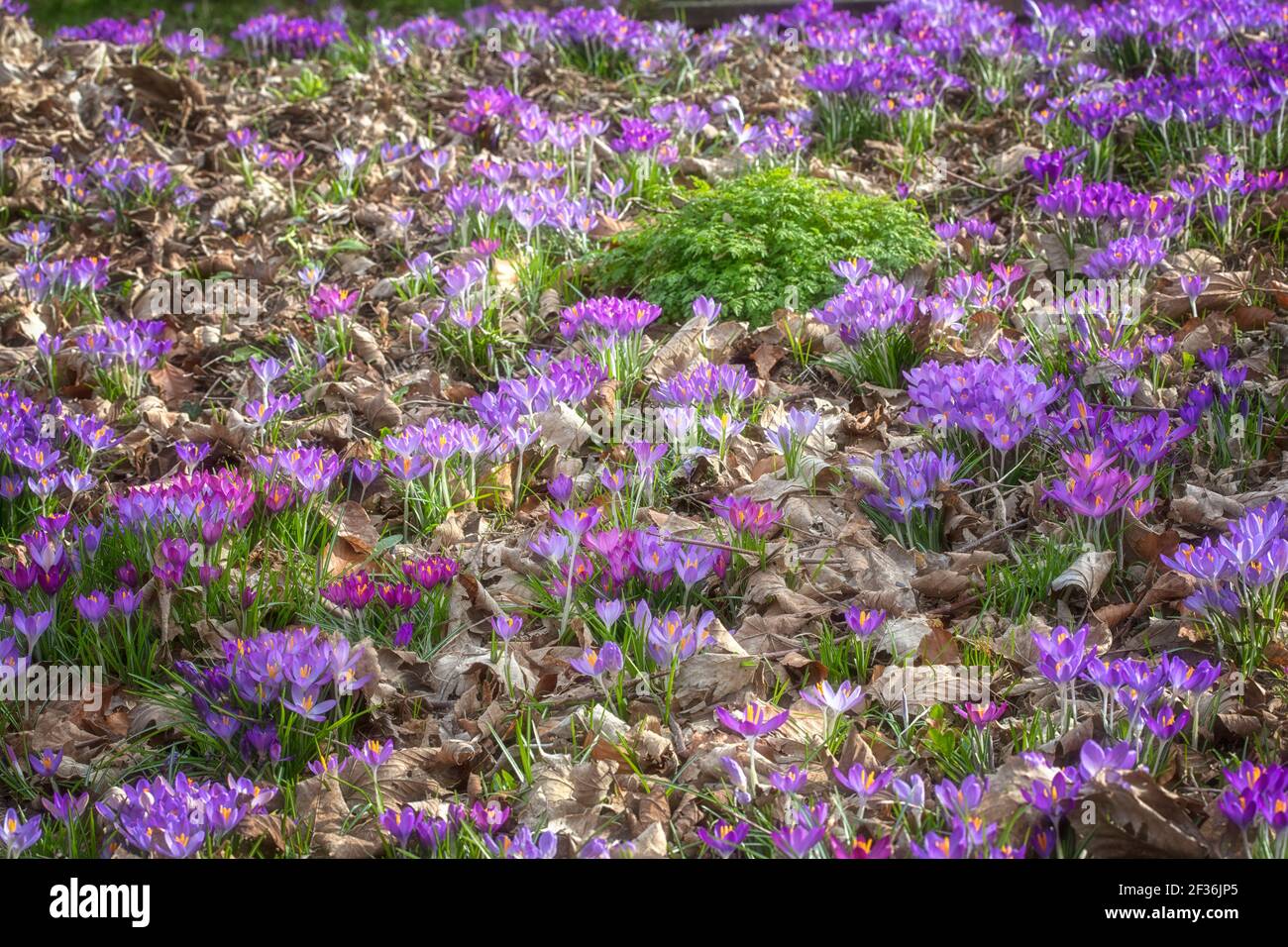 Radiant Crocus blooming to welcome another spring, natural plant ...