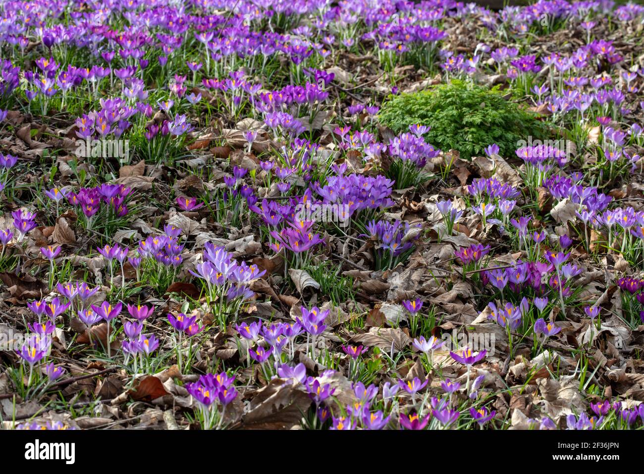 Radiant Crocus blooming to welcome another spring, natural plant ...