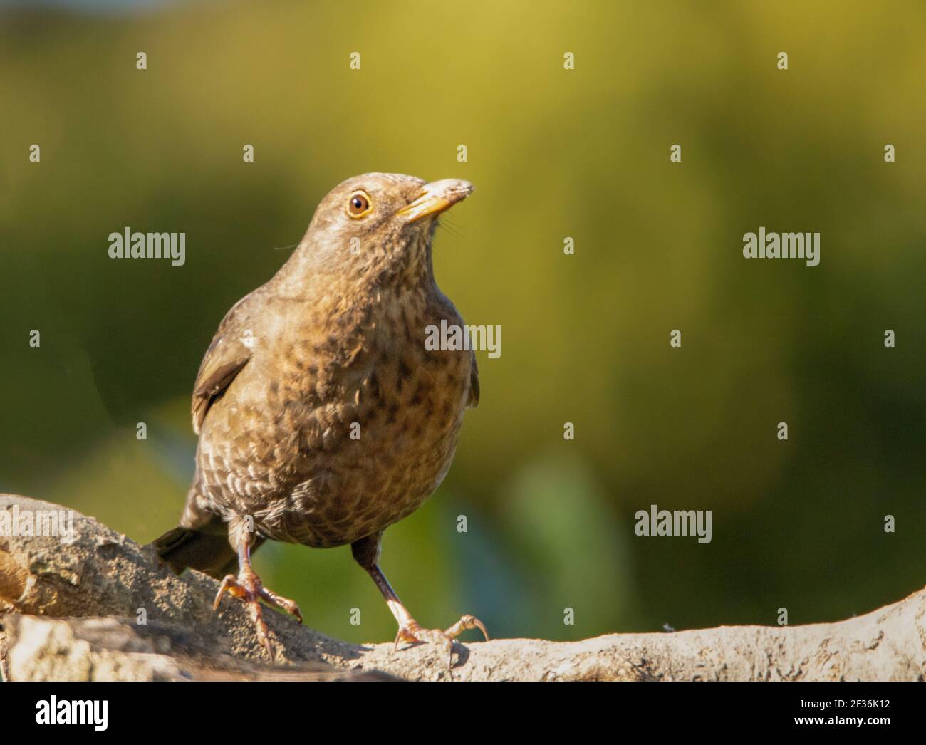 Female Blackbird Lookout High Resolution Stock Photography and Images ...