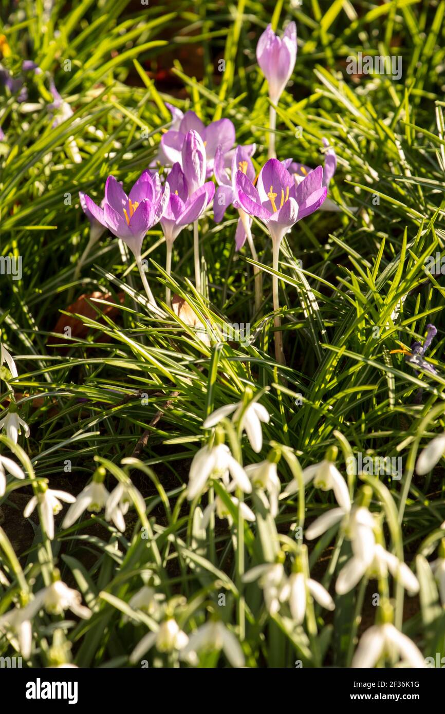 Radiant Crocus blooming to welcome another spring, natural plant ...
