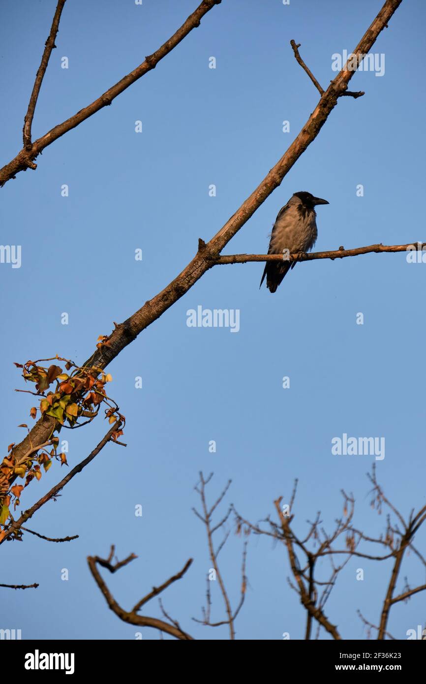 Moody blue crow hi-res stock photography and images - Alamy
