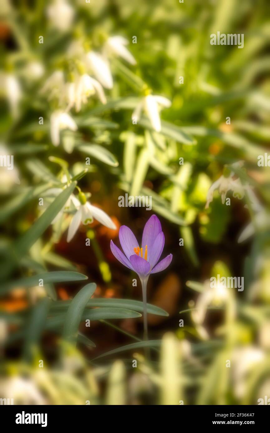 Radiant Crocus blooming to welcome another spring, natural plant ...