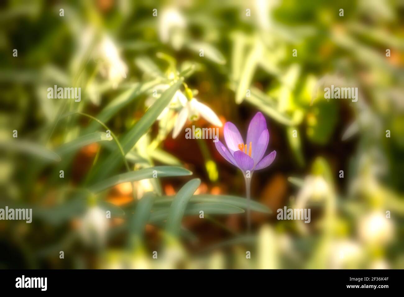 Radiant Crocus blooming to welcome another spring, natural plant ...