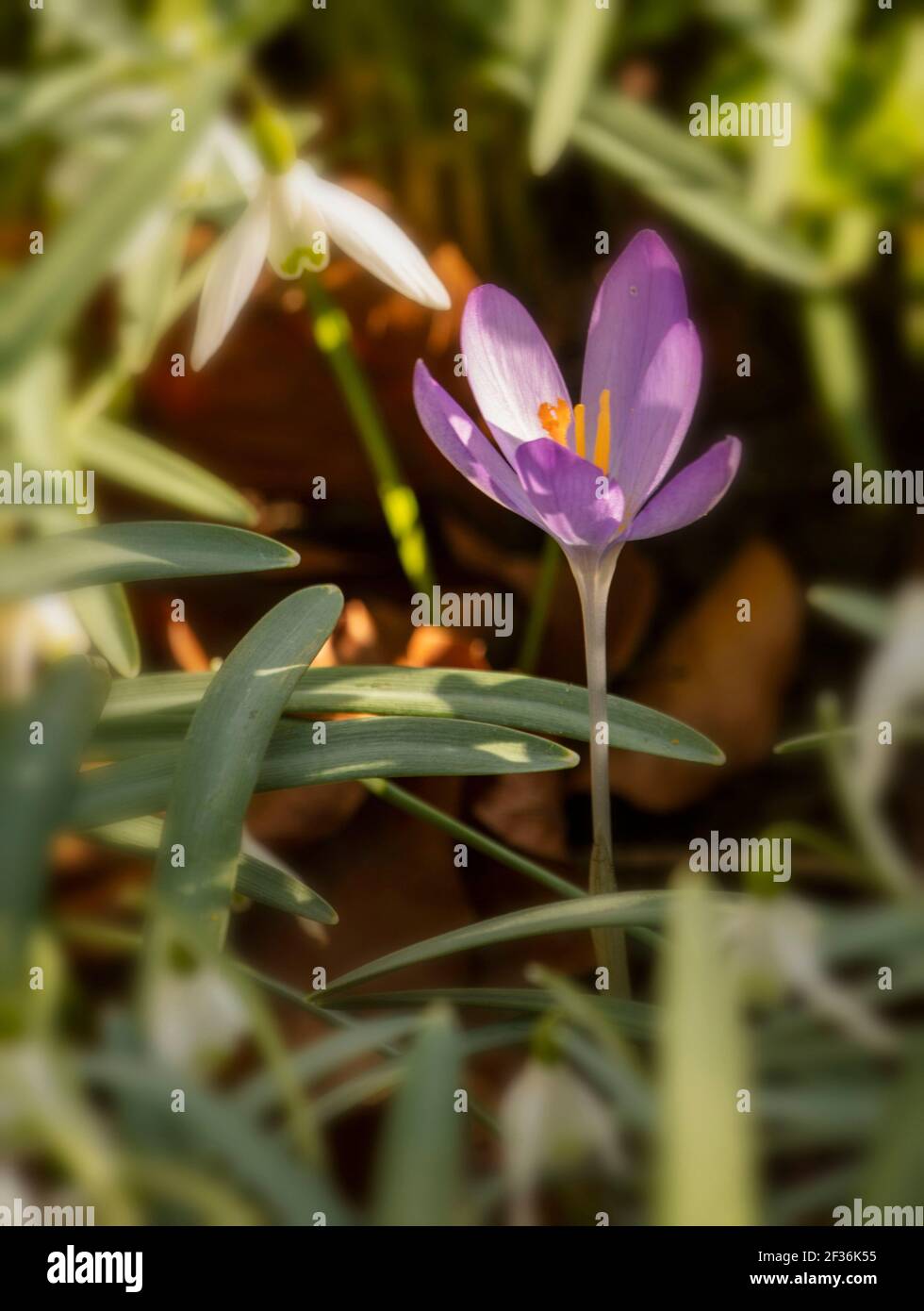 Radiant Crocus blooming to welcome another spring, natural plant ...