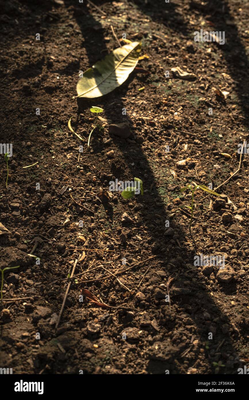 Vertical shot wet soil hi-res stock photography and images - Alamy