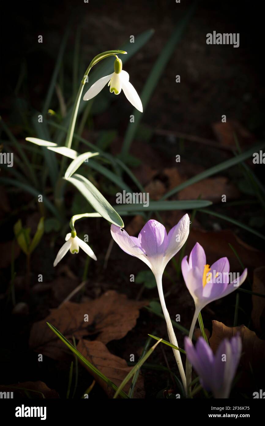 Radiant Crocus blooming to welcome another spring, natural plant ...