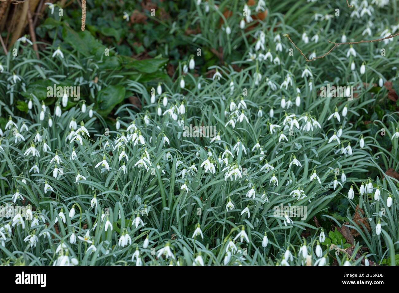 Galanthus (snowdrops) flowering in early spring inGreater London ...