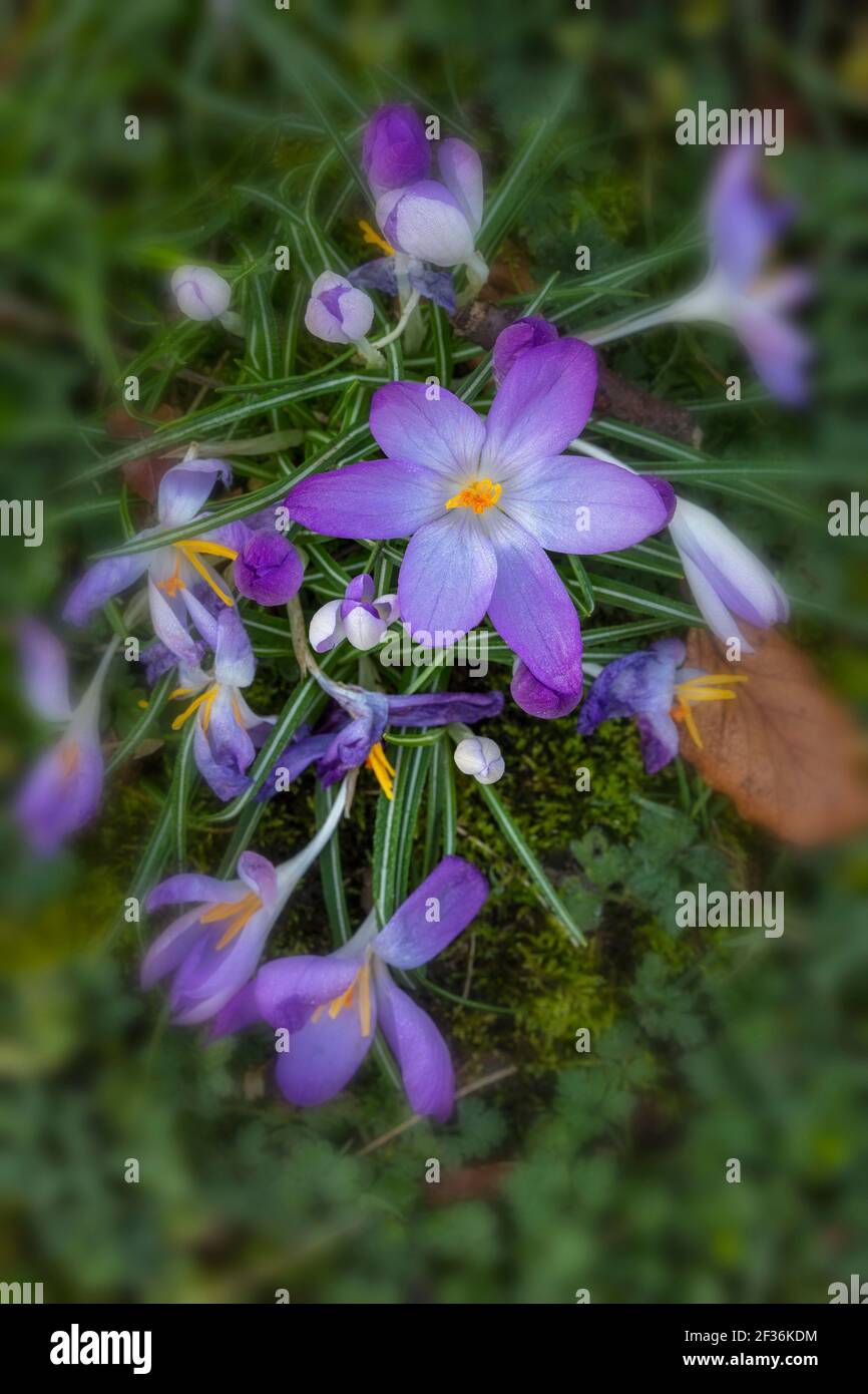 Radiant Crocus blooming to welcome another spring, natural plant ...