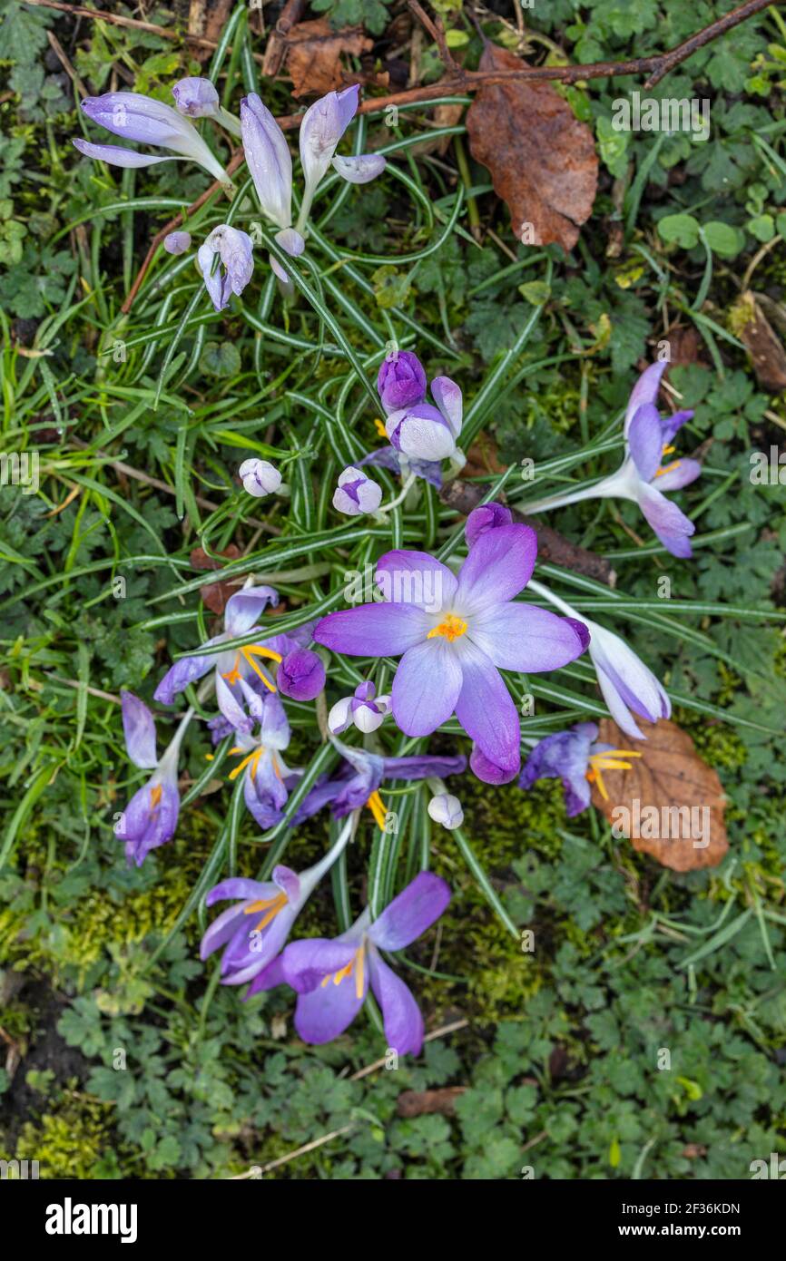 Radiant Crocus blooming to welcome another spring, natural plant ...