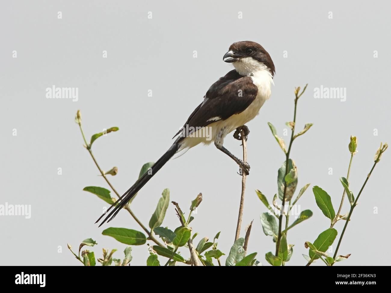 Long tailed fiscal shrike hi-res stock photography and images - Alamy