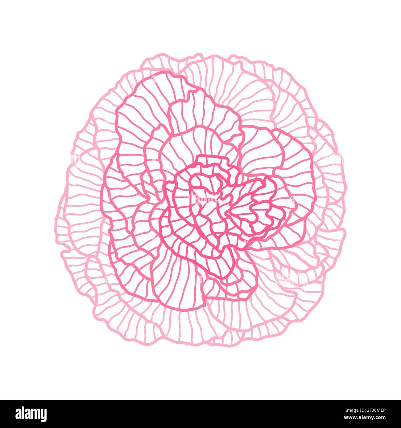 Illustration of linear rose. Beautiful decorative summer flower Stock ...