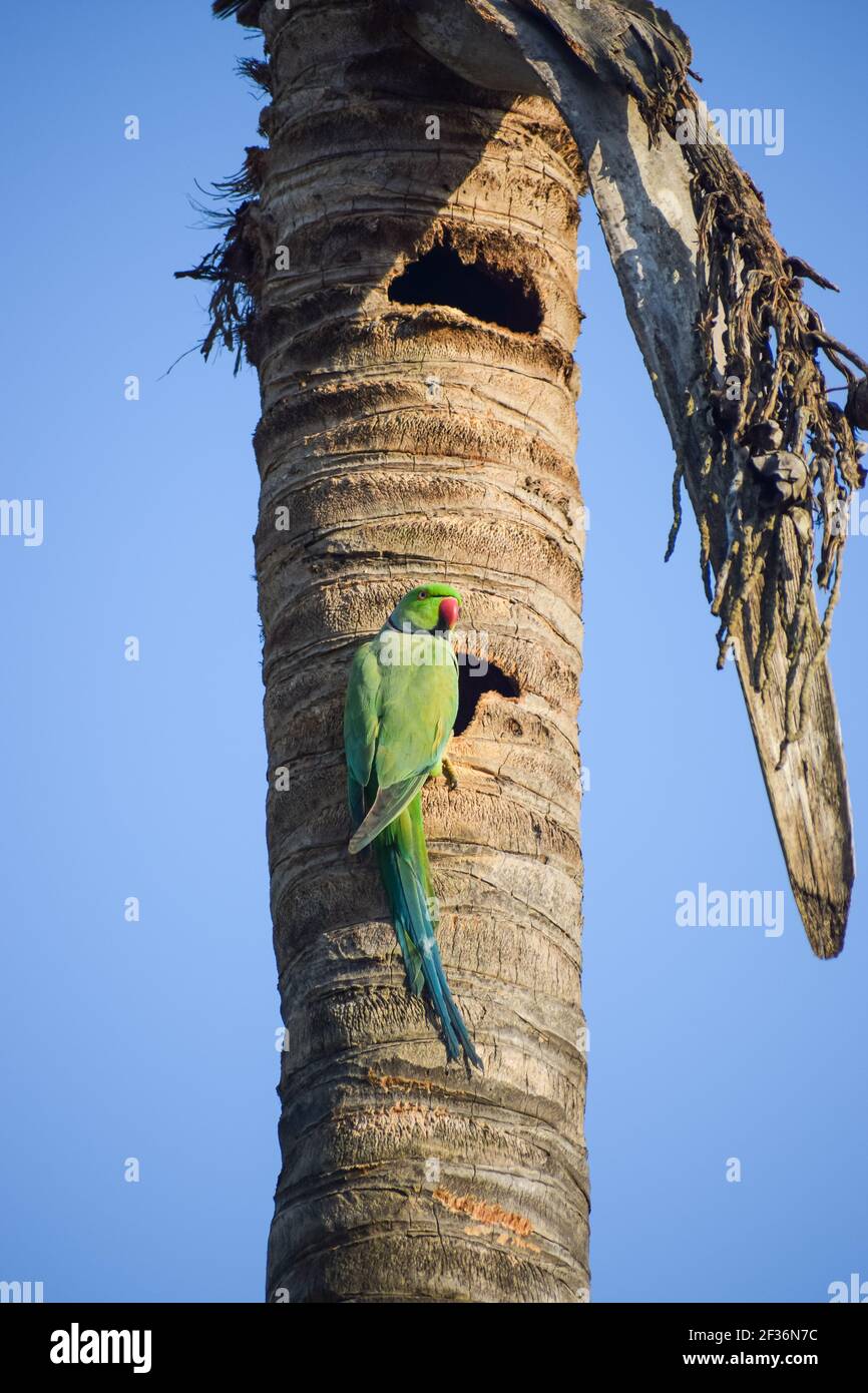 Green parrot with long tail hi-res stock photography and images - Alamy