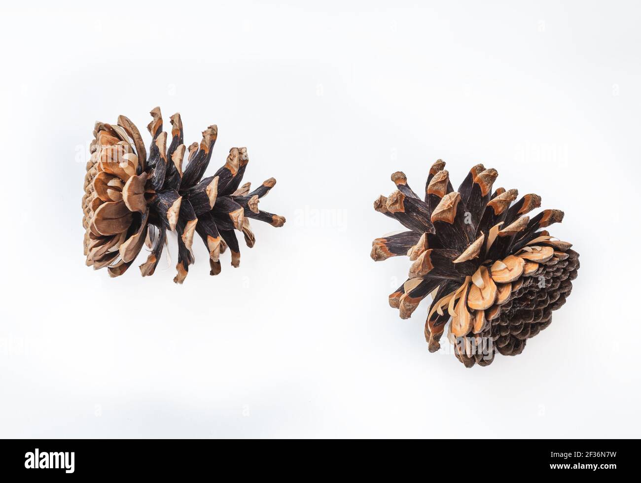 Two cones various coniferous trees isolated on white Stock Photo - Alamy