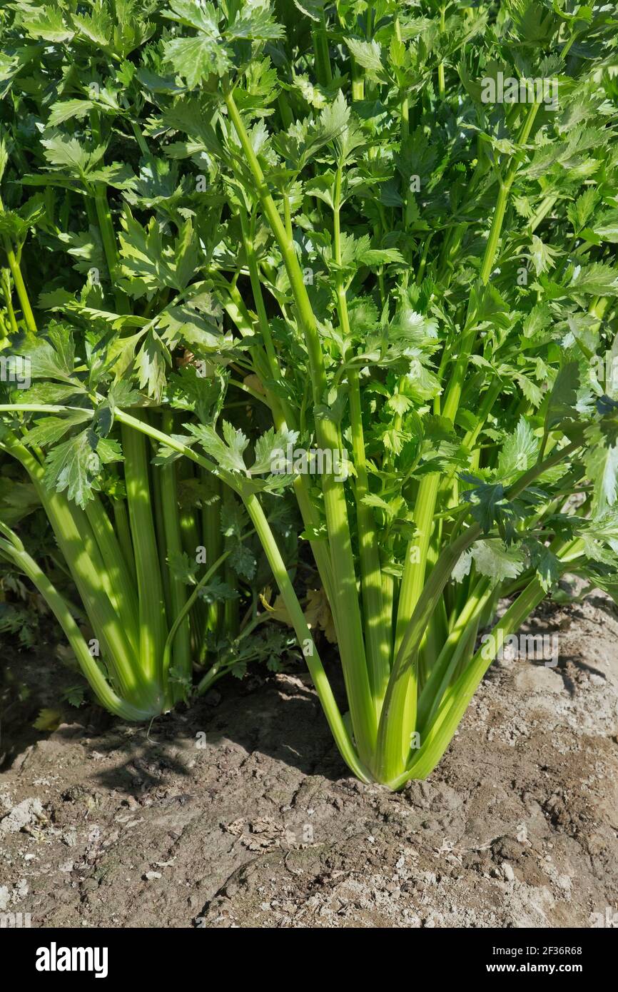 Petiole celery hi-res stock photography and images - Alamy