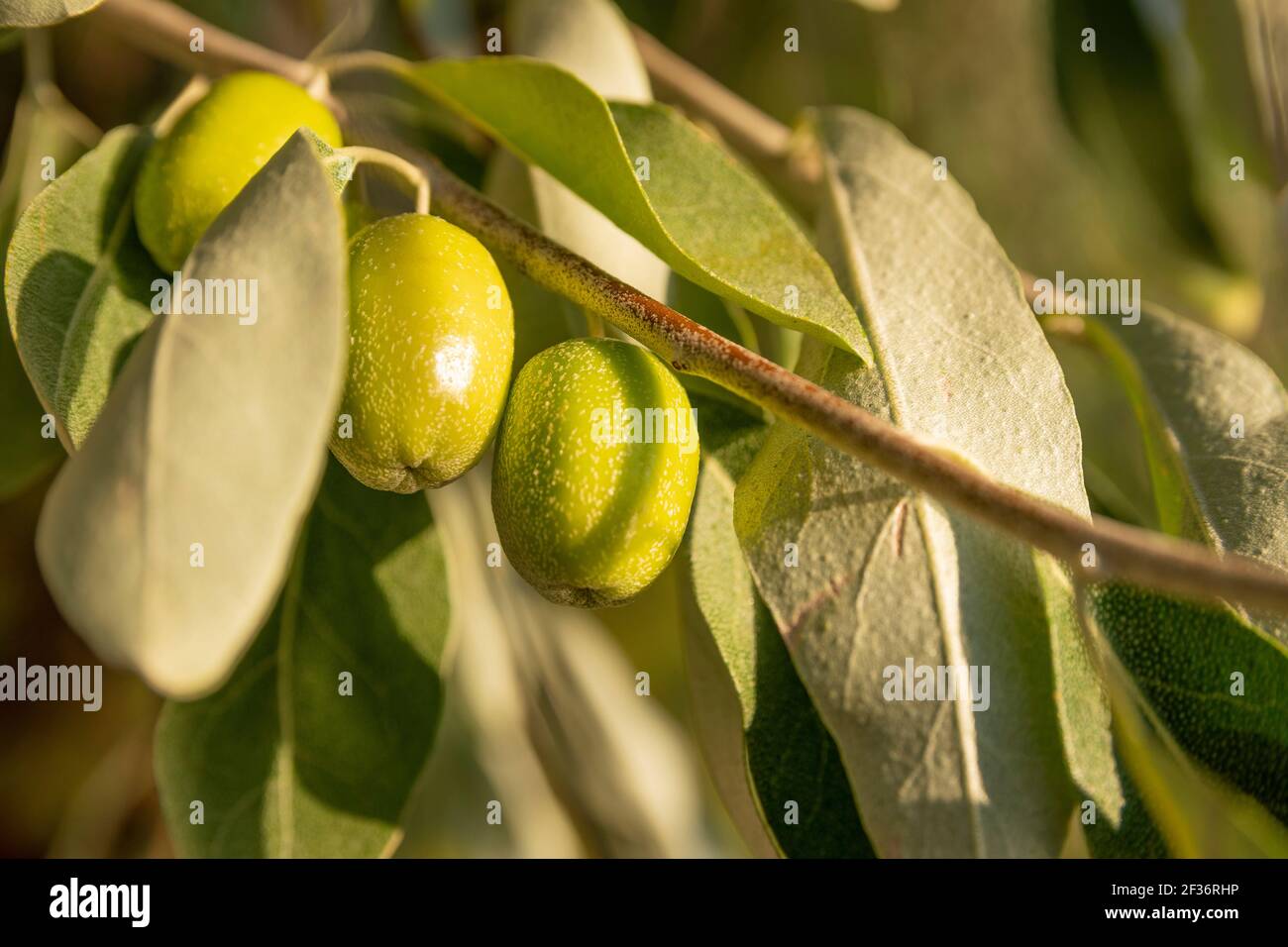 Silverberry tree hi-res stock photography and images - Alamy