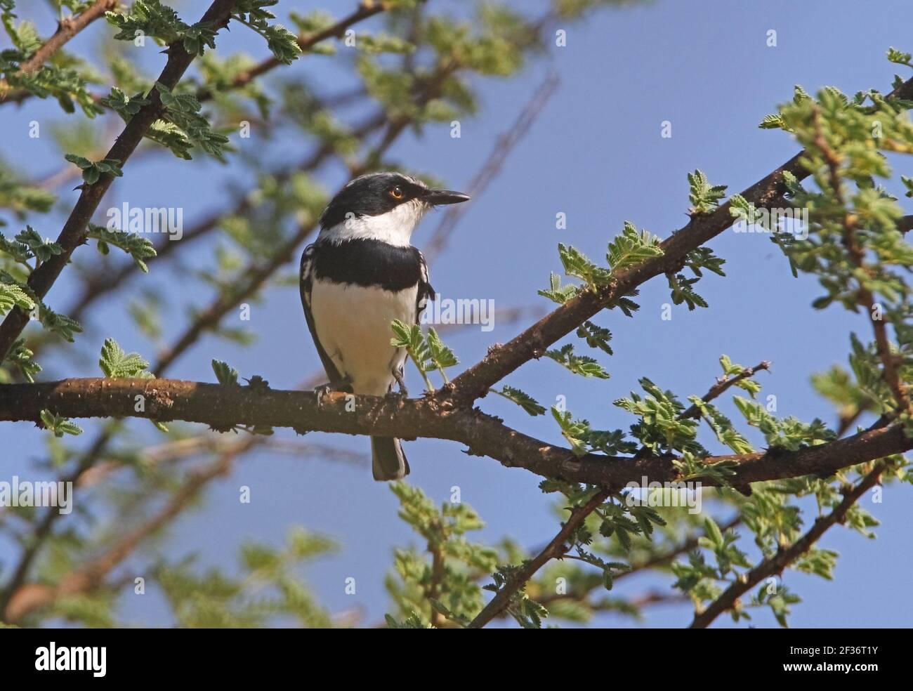 Pygmy Batis (Batis perkeo) male poerched in acacia tree Lake Baringo ...