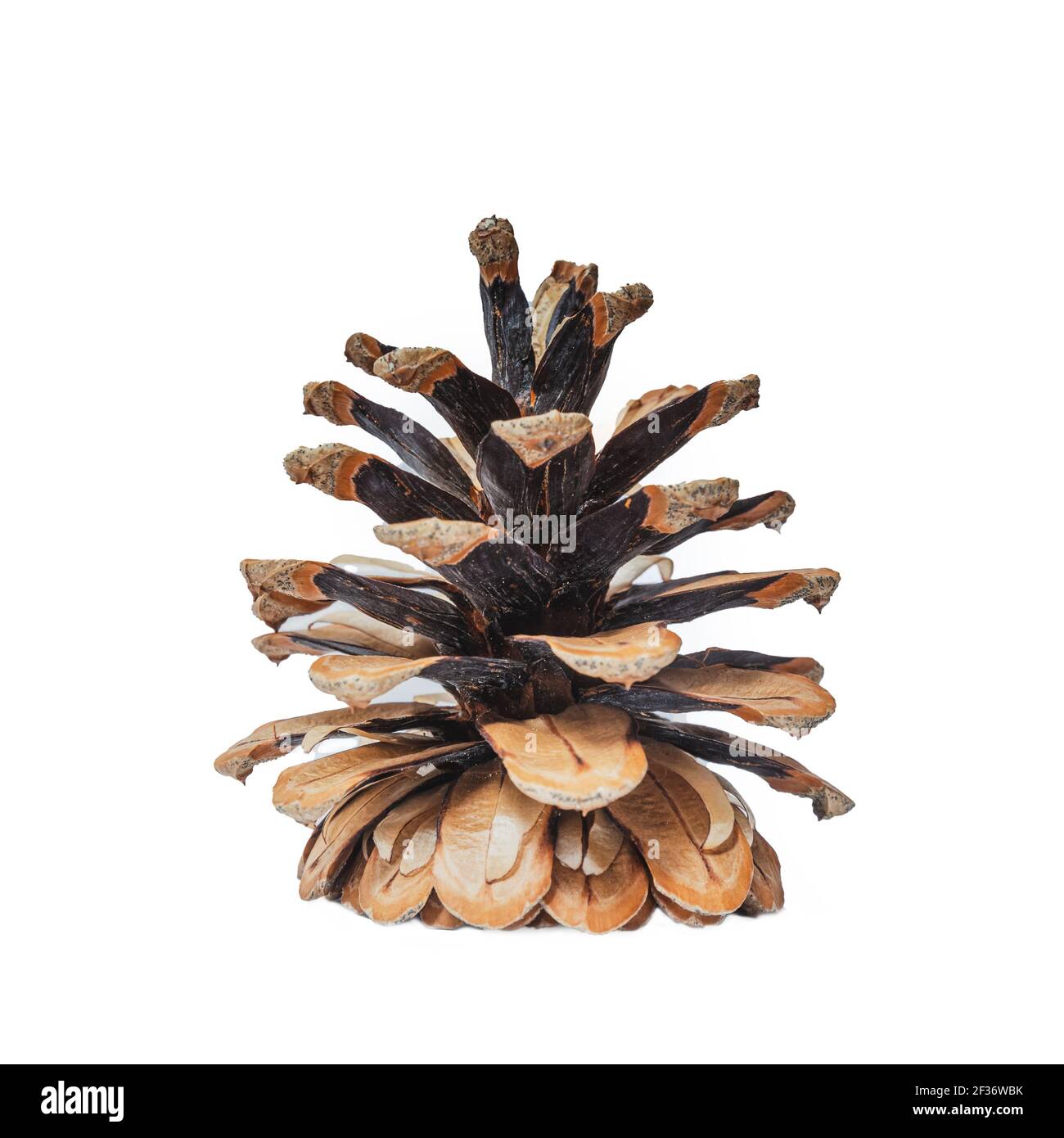 Cone of coniferous tree isolated on white Stock Photo - Alamy