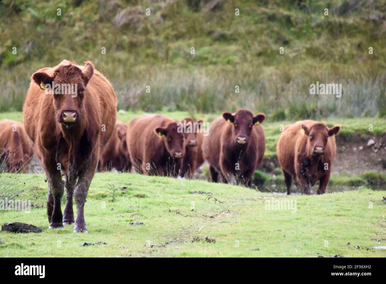 Luing cattle Blackhouse, Yarrow Valley, Scottish Borders Stock Photo ...