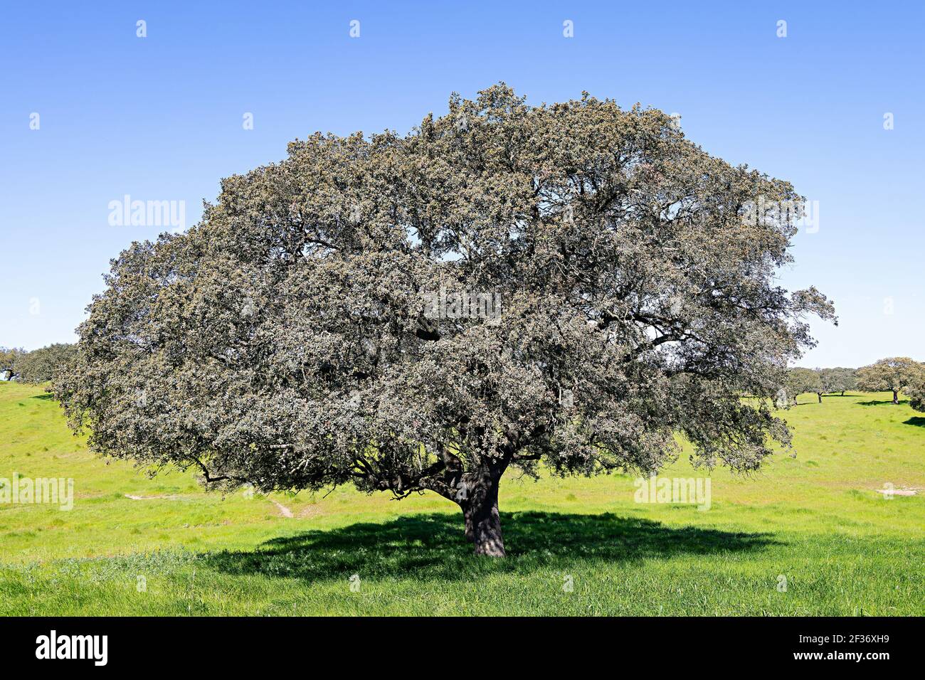 Holm oak leaf hi-res stock photography and images - Alamy