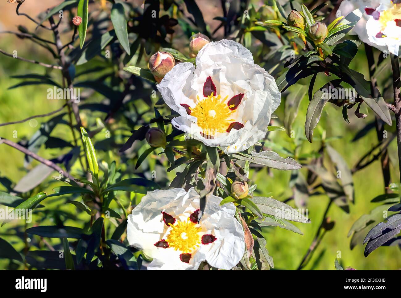 White rock-rose flowers with crimson markings Stock Photo - Alamy
