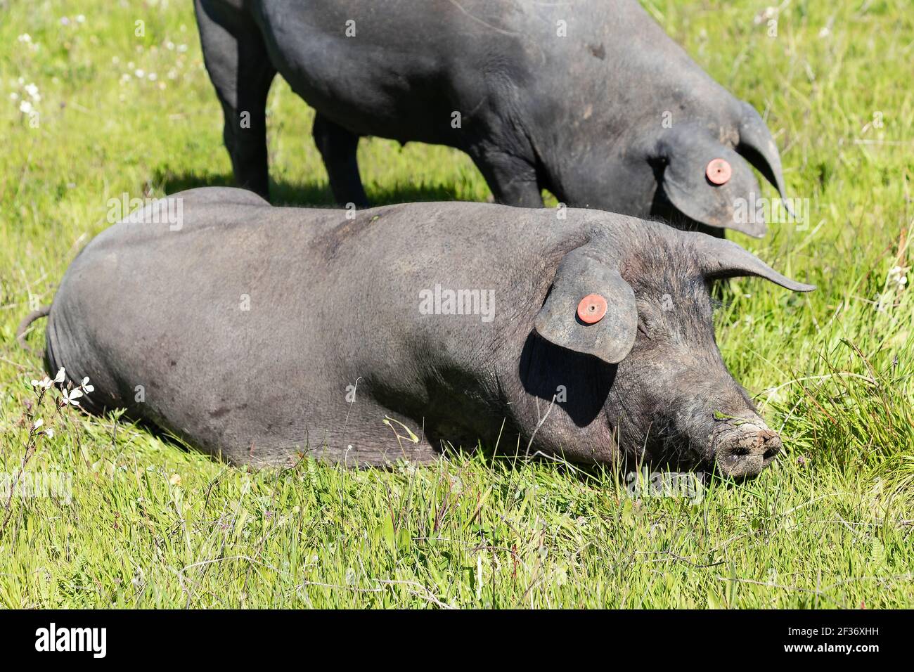 Iberian pig lying in the pasture of Huelva, Andalusia, Spain. Focus is ...