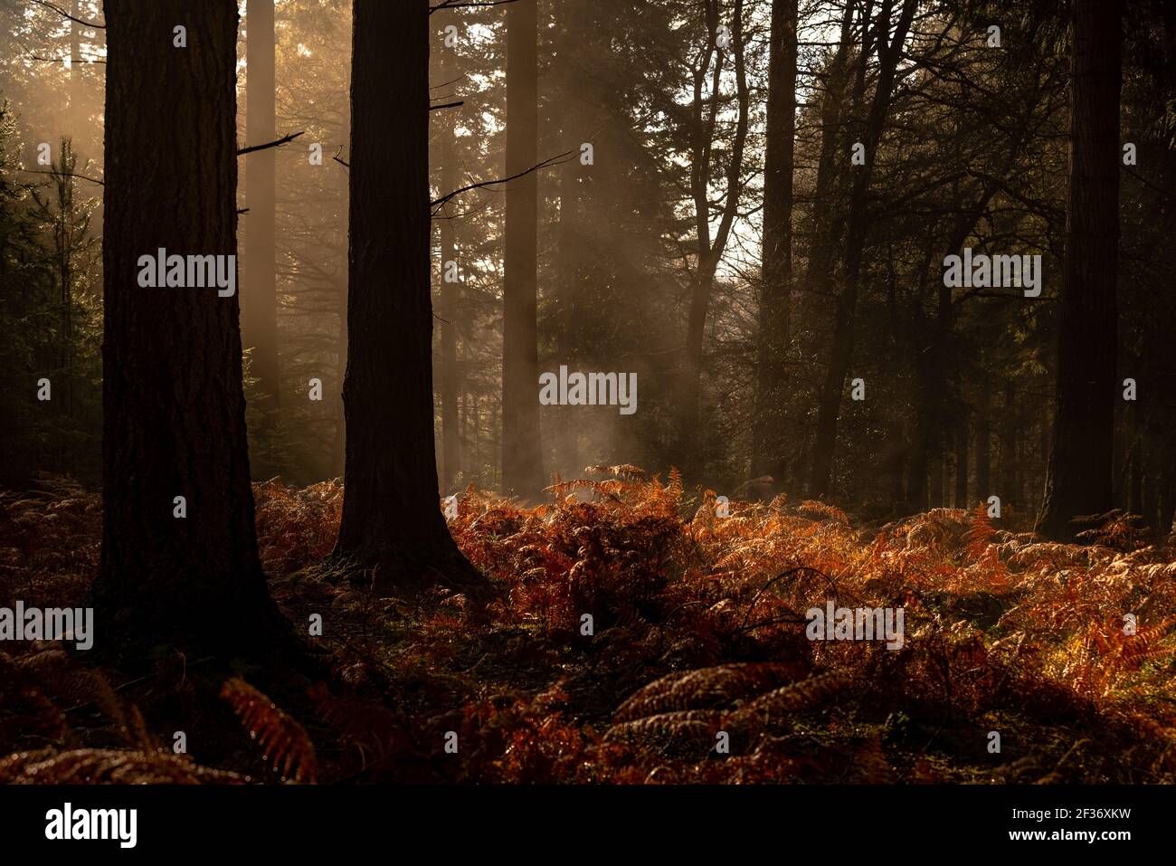 Steam rising off the ferns after cold frosty morning in the New Forest ...