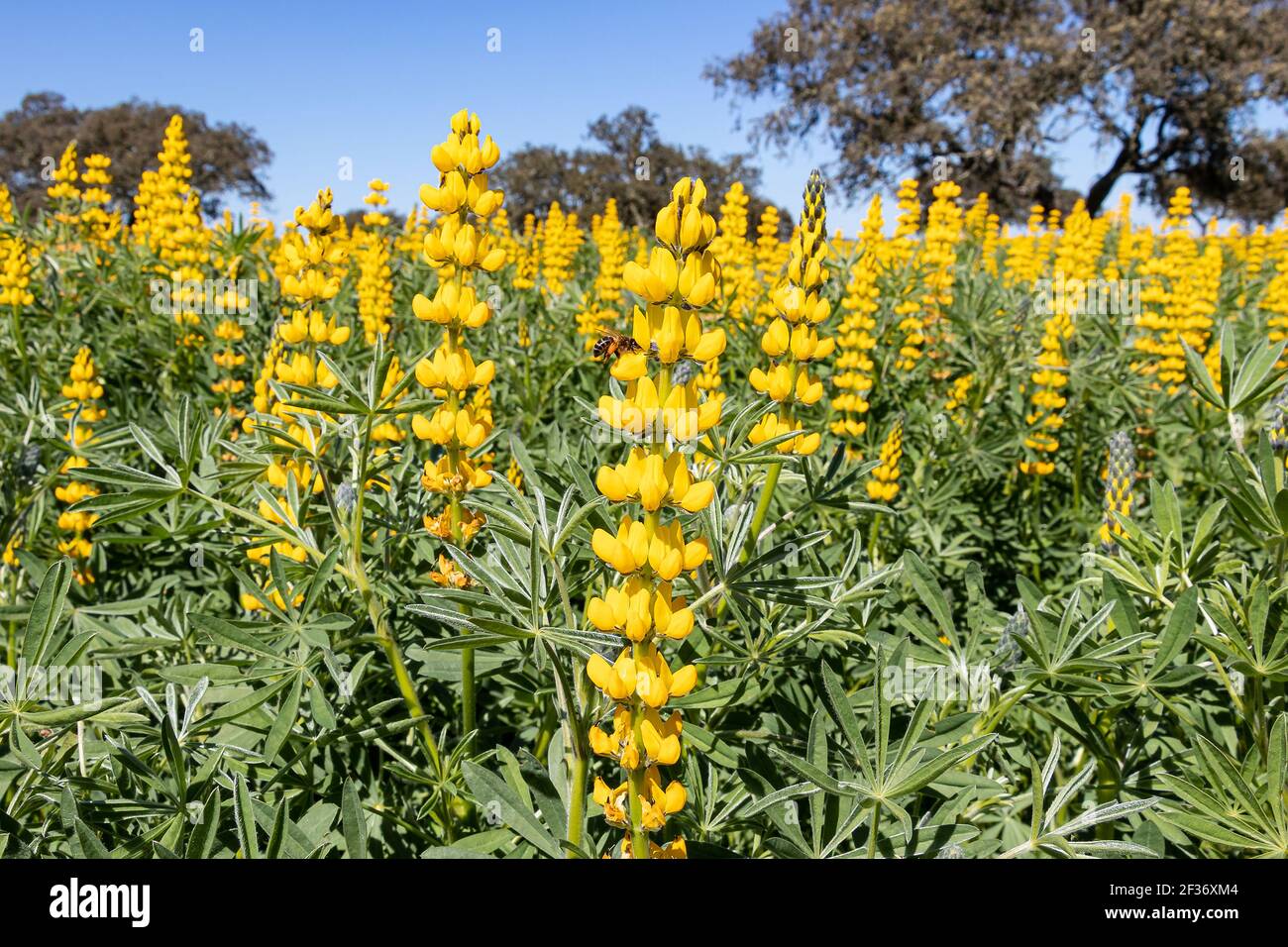 A field of yellow Lupine flowers with a honey bee (Lupinus luteus) with ...