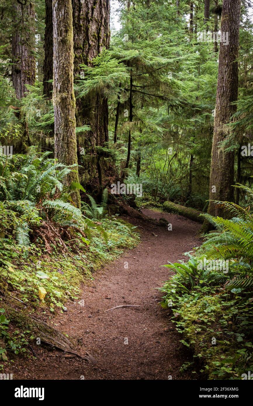 Hiking Trail Curving Through Lush, Green Pacific Northwest Rainforest ...
