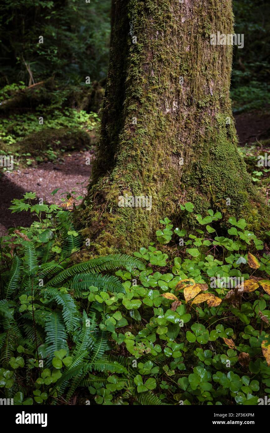 Green Clovers and Ferns Growing at Base of Moss-Covered Tree in Pacific ...