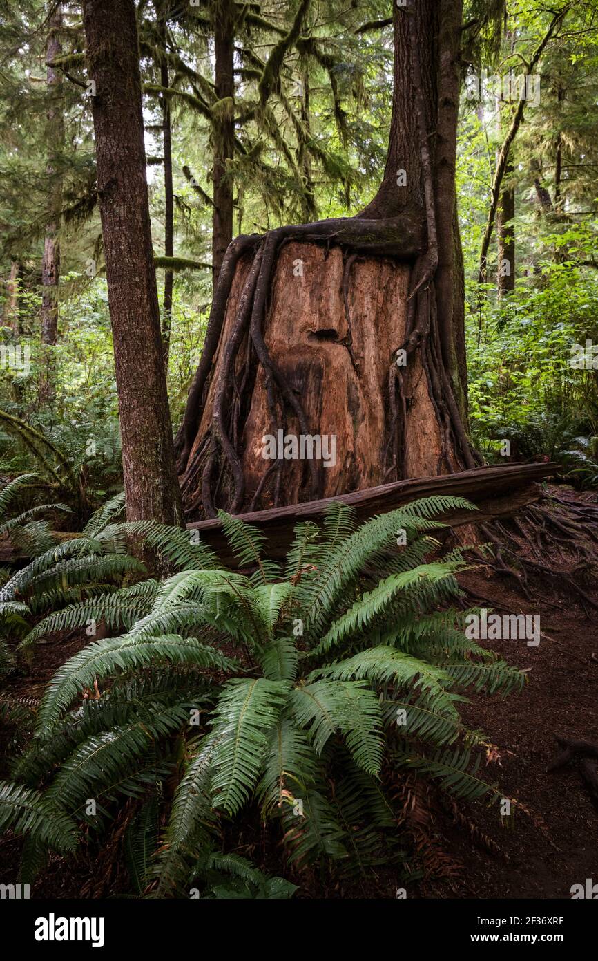 Lush, Green Fern Next to Irregular Tree Trunk in Pacific Northwest ...