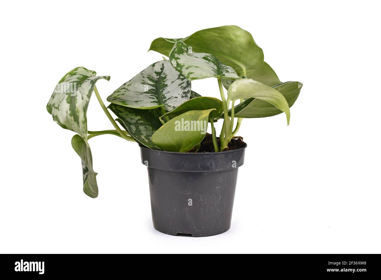Tropical 'Scindapsus Pictus Exotica' or 'Satin Pothos' houseplant with ...