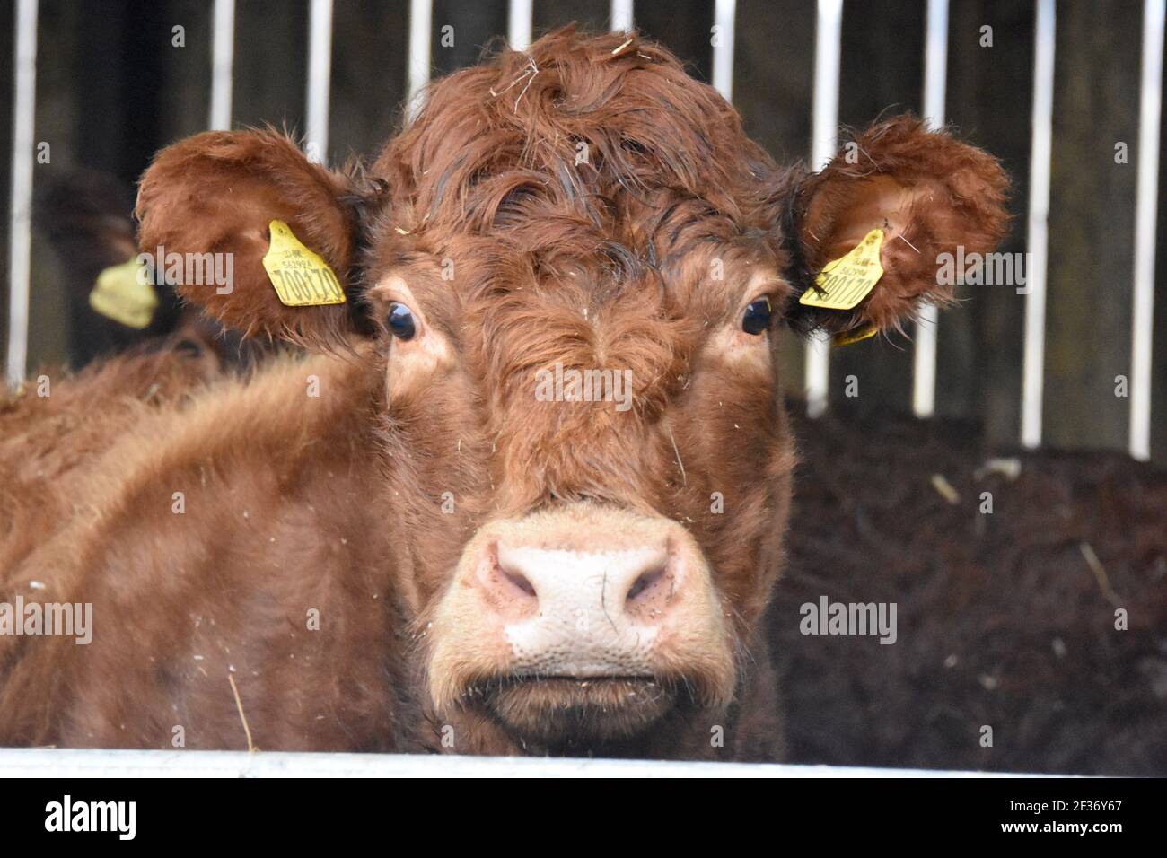 Lampert farm hi-res stock photography and images - Alamy