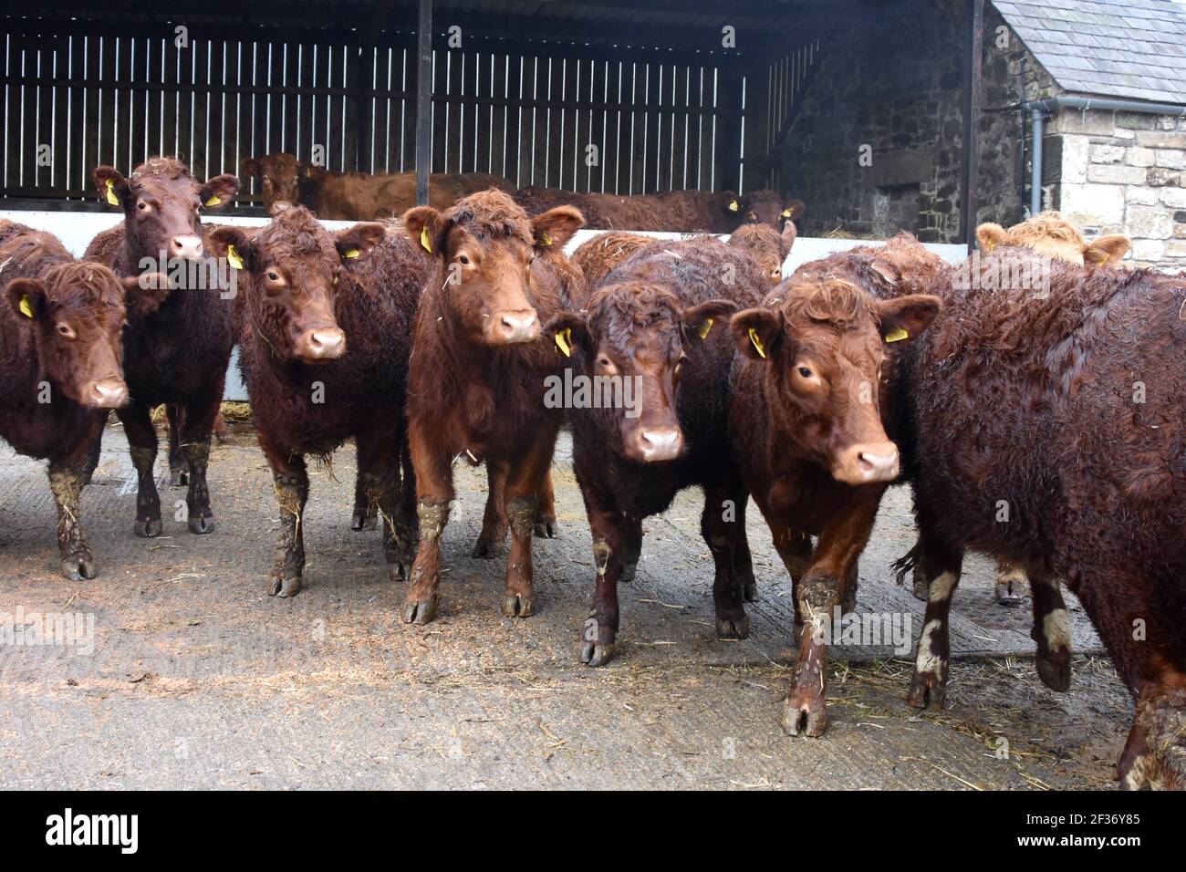 Luing cattle Lampert Farm, Kielder Forest, Northumberland Stock Photo ...