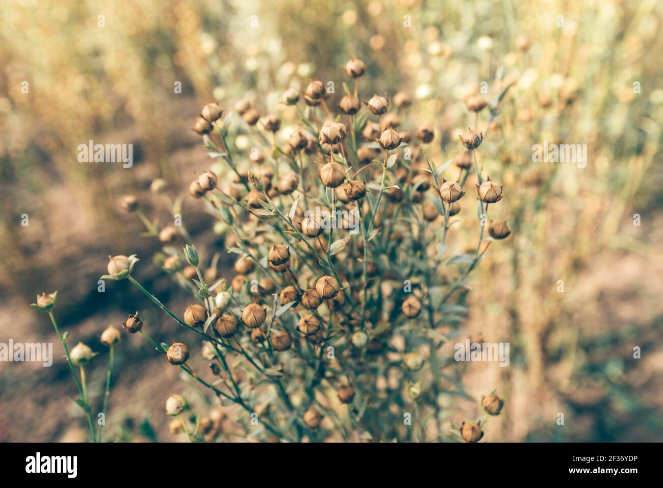 Linseed or common flax crop field, selective focus Stock Photo - Alamy