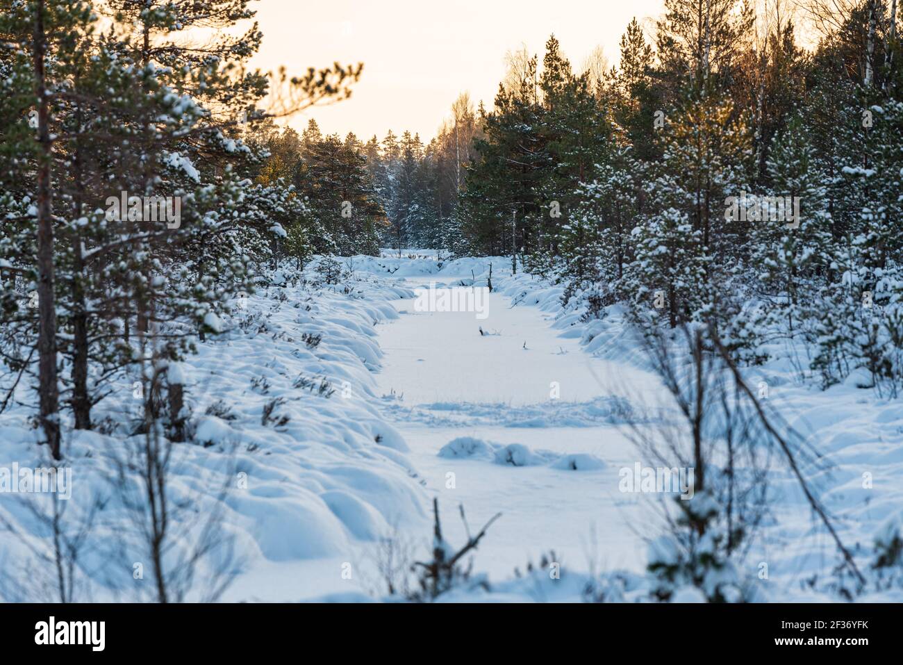 in winter a snowy bog and a frozen ditch but next to the ditch many ...