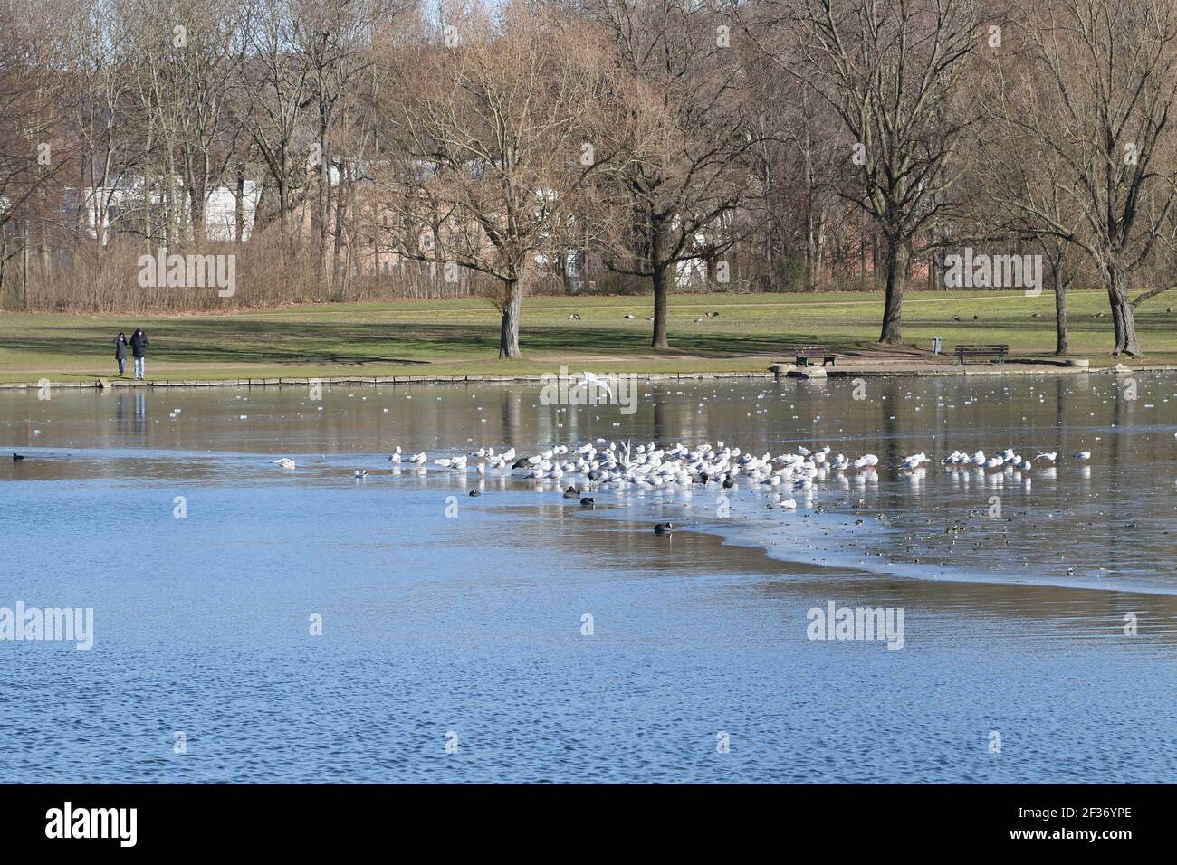 Group birds on ice hi-res stock photography and images - Alamy