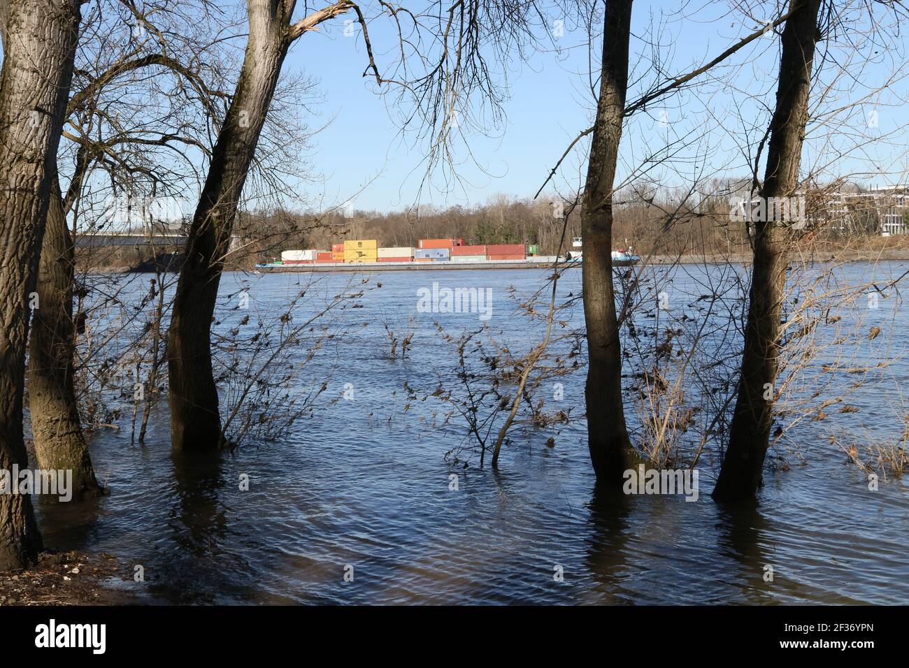 trees in flood water at river shore Stock Photo - Alamy