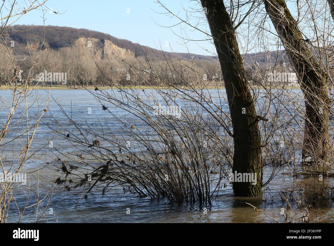 trees in flood water at river shore Stock Photo - Alamy