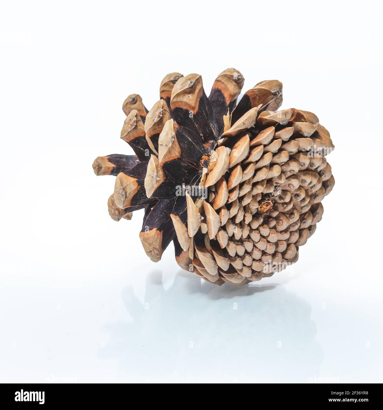 Cone of coniferous tree isolated on white Stock Photo - Alamy