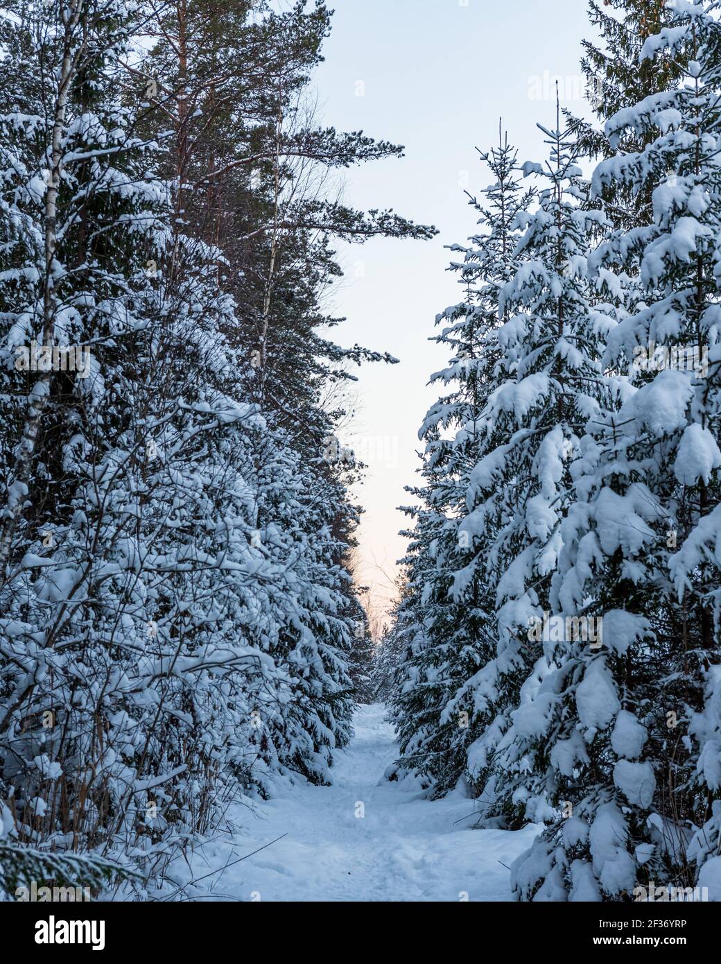 fine pine branches snowed with snow in small compartments calmly frozen ...