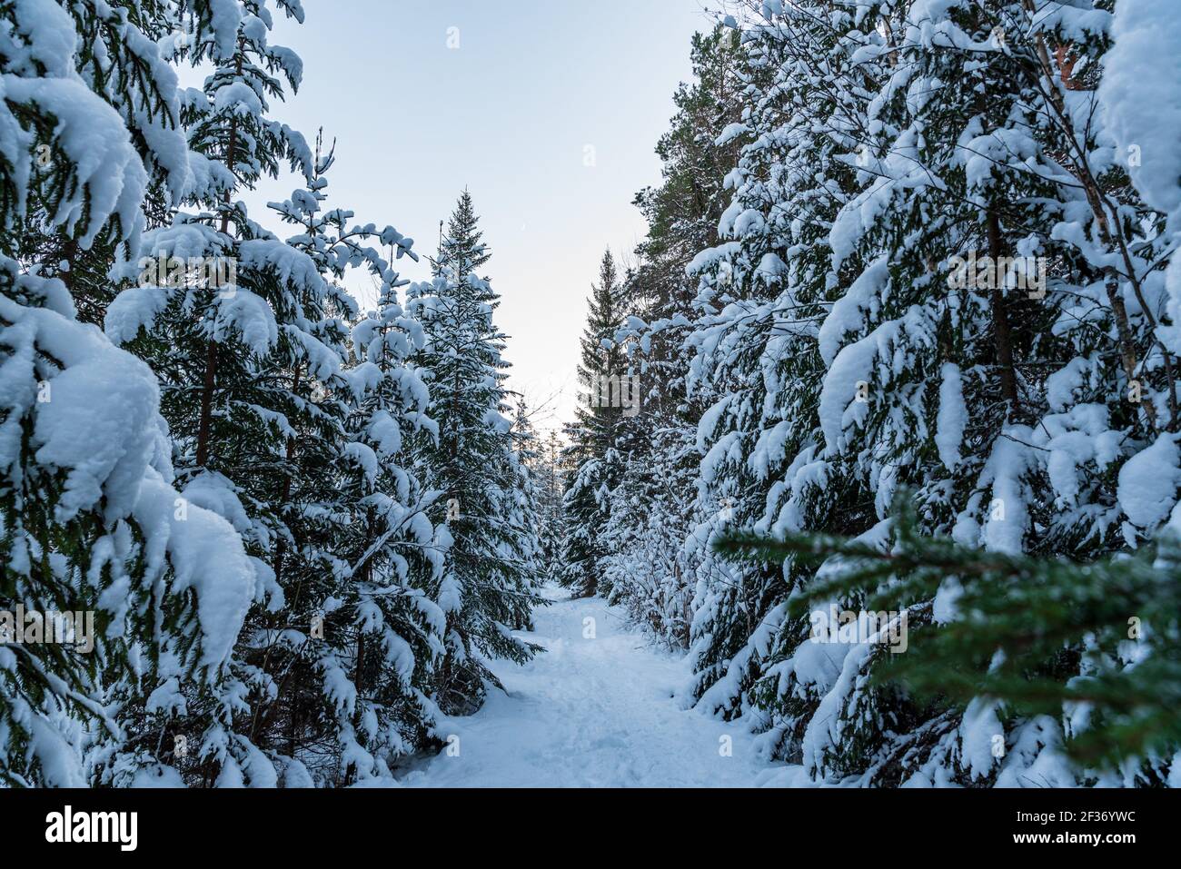 fine pine branches snowed with snow in small compartments calmly frozen ...