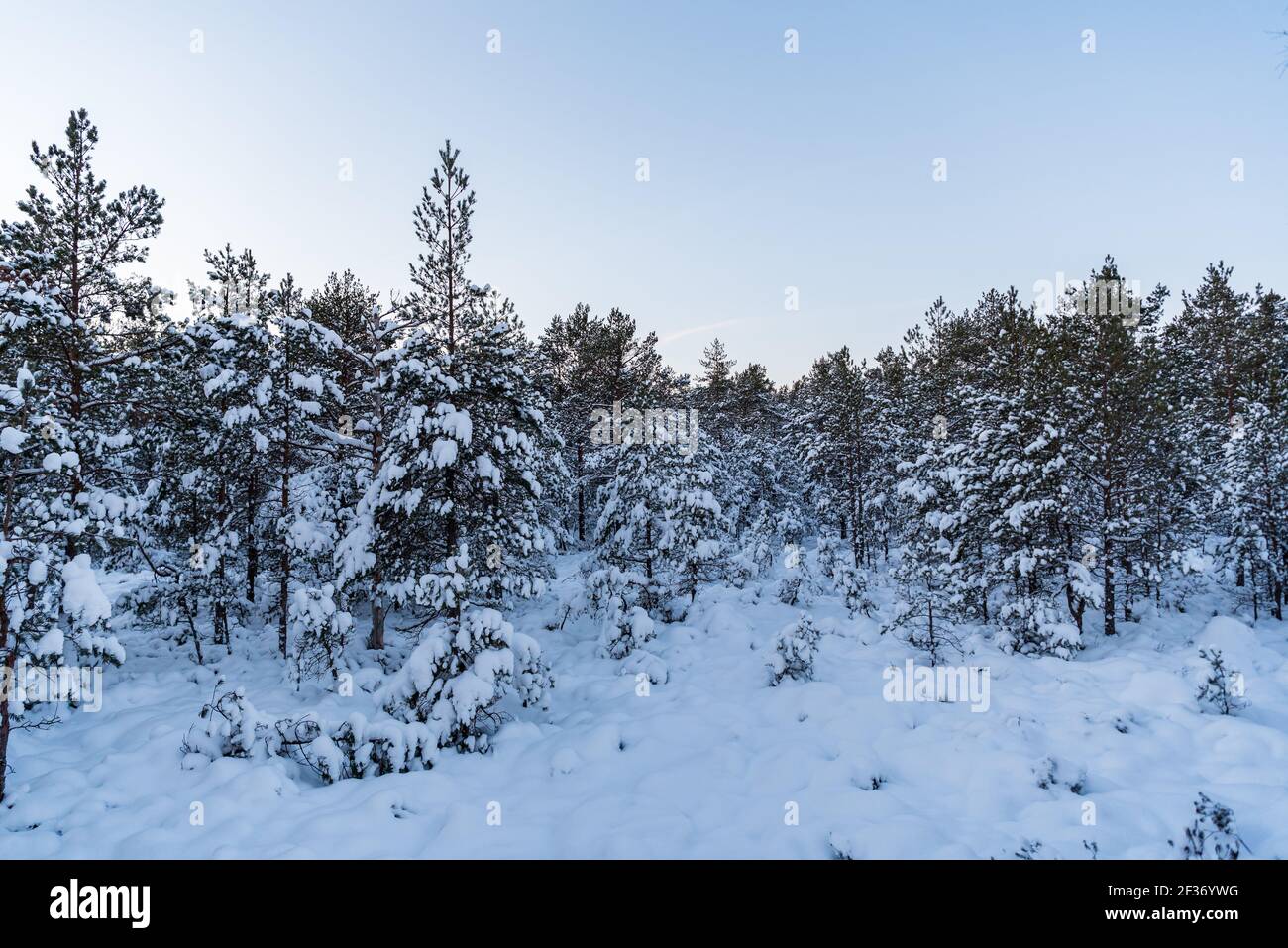 fine pine branches snowed with snow in small compartments calmly frozen ...