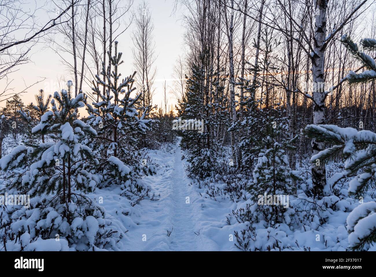 fine pine branches snowed with snow in small compartments calmly frozen ...