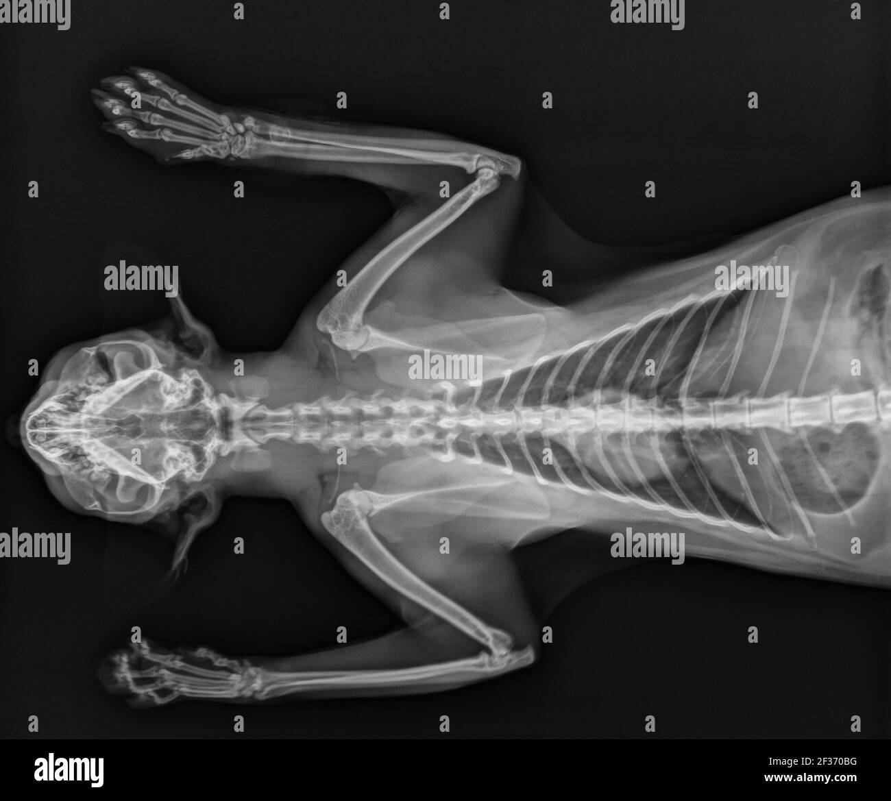 Cat Chest Thorax X Ray Thorax Ventral View Stock Photo - Alamy