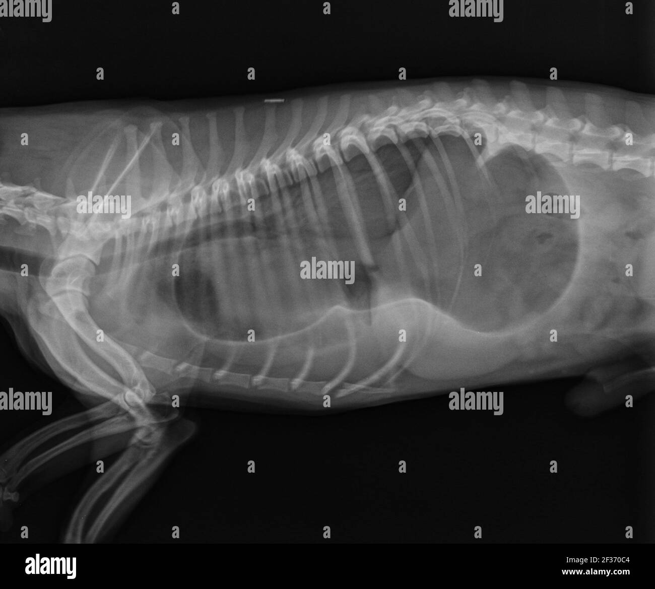 Dog X Ray. Diaphragmatic Hernia in Dog. Stomach Herniated in the Thorax ...