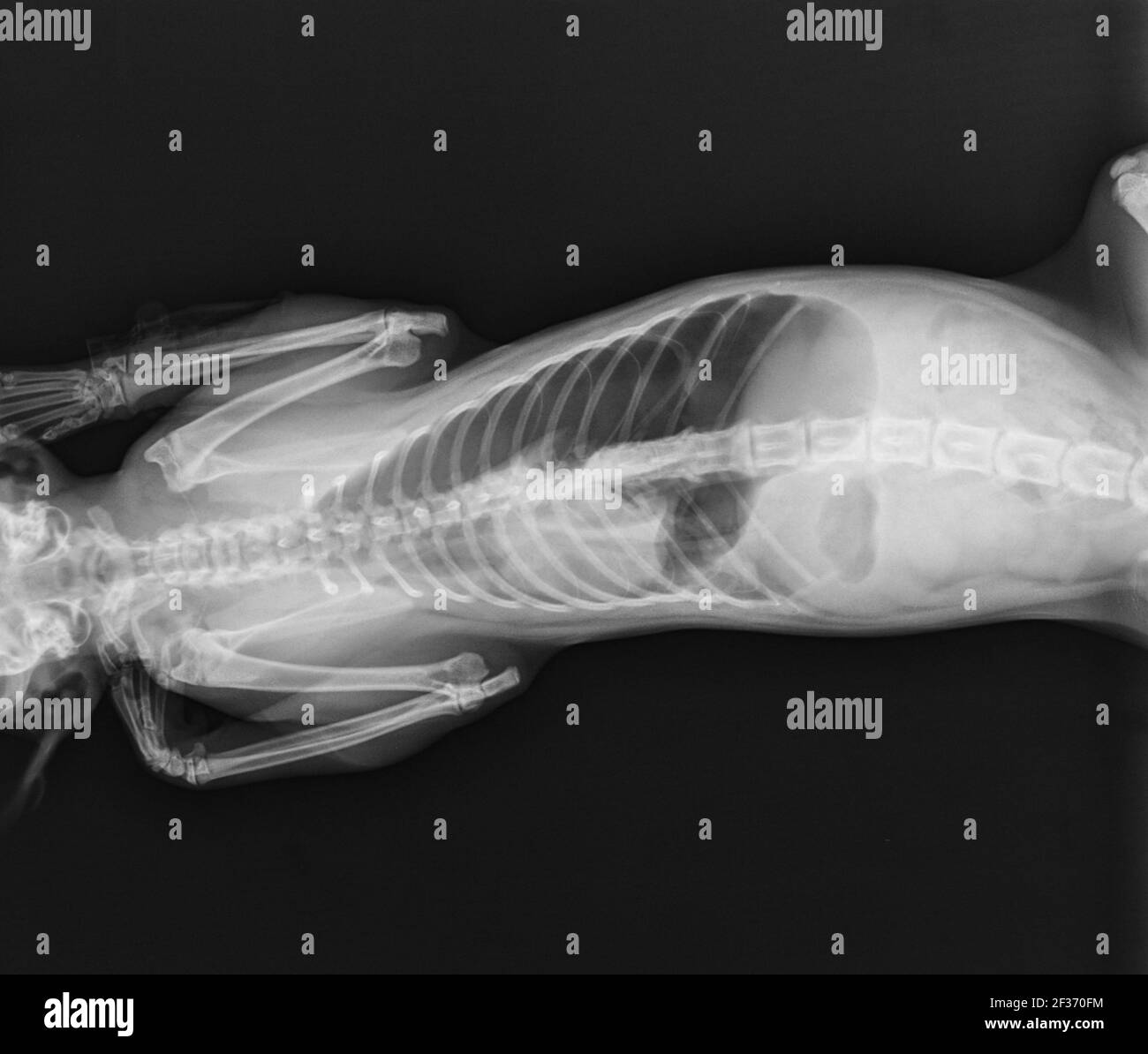 Cat X Ray. Diaphragmatic Hernia in Cat Stock Photo - Alamy
